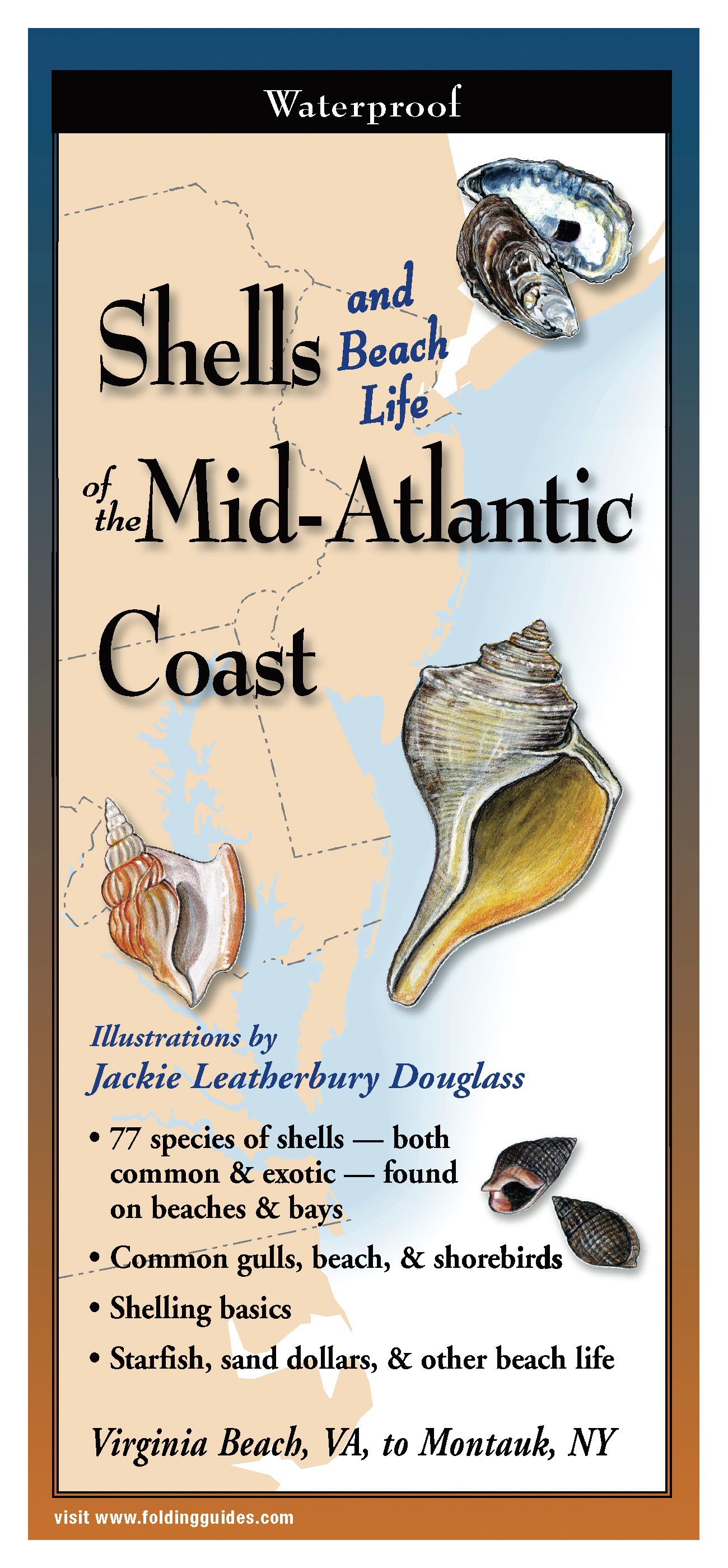 Shells and Beach Life of the Mid-Atlantic Coast Laminated Folding Guide ...